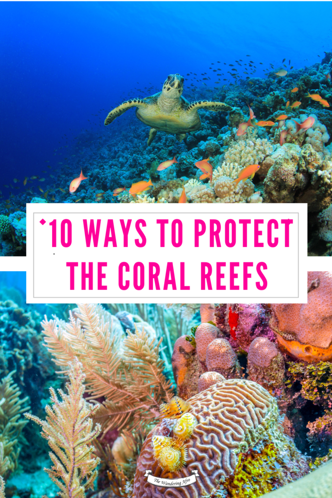 10 Easy Ways to Help Protect the Coral Reefs - The Wandering Afro ...