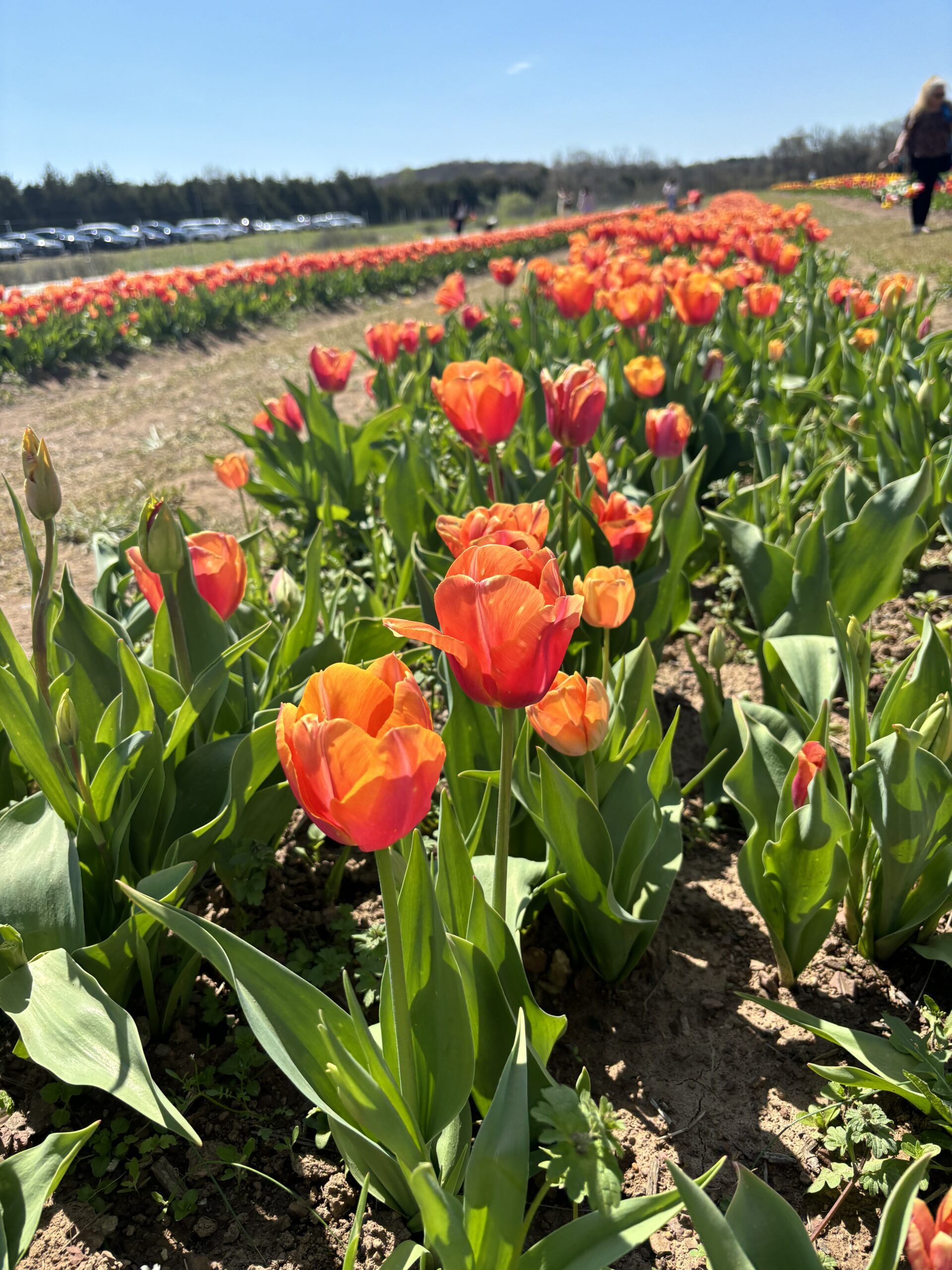 A Guide to Picking Your Own Tulips at Burnside Farms - The Wandering ...