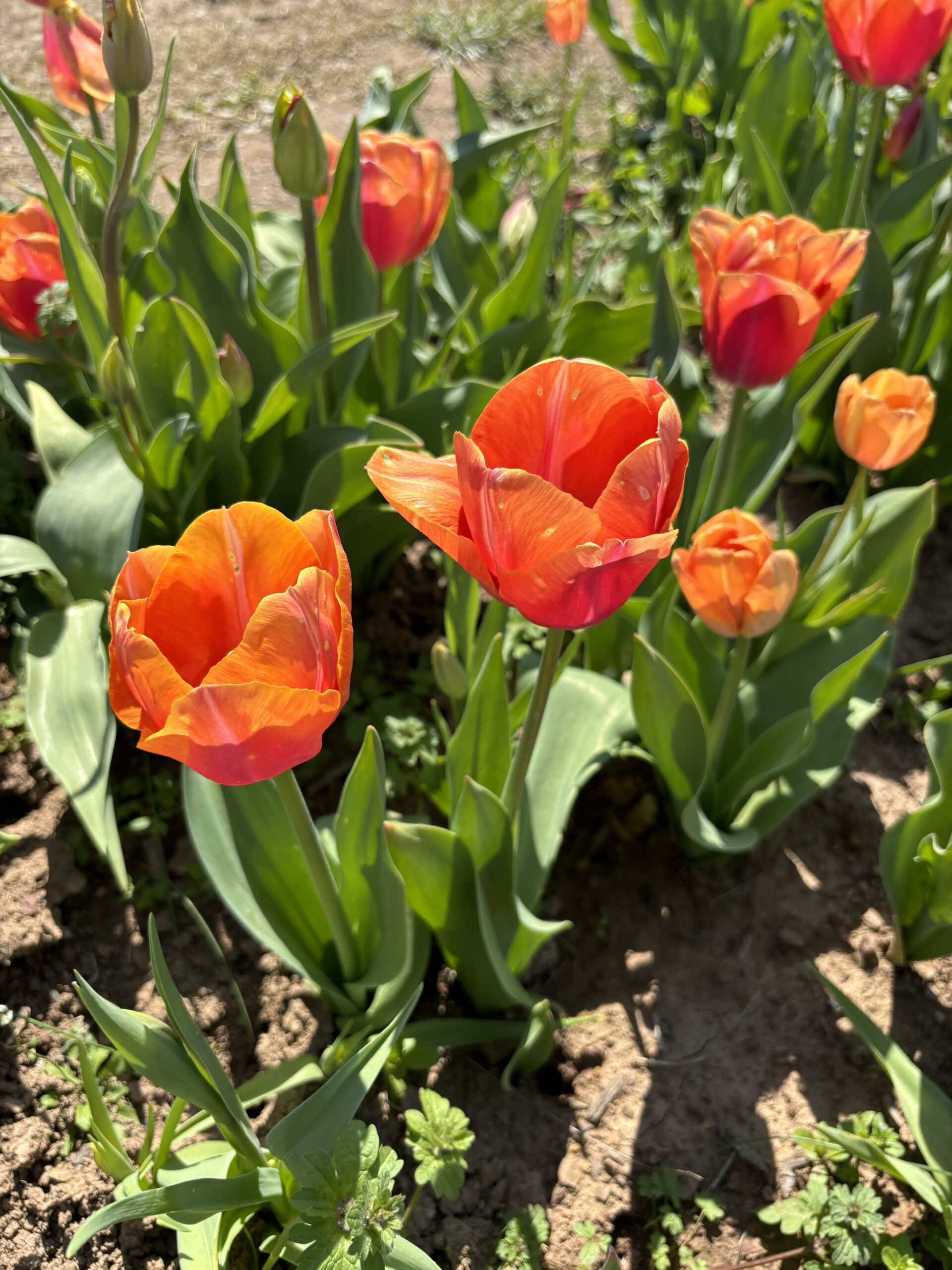 A Guide to Picking Your Own Tulips at Burnside Farms - The Wandering ...