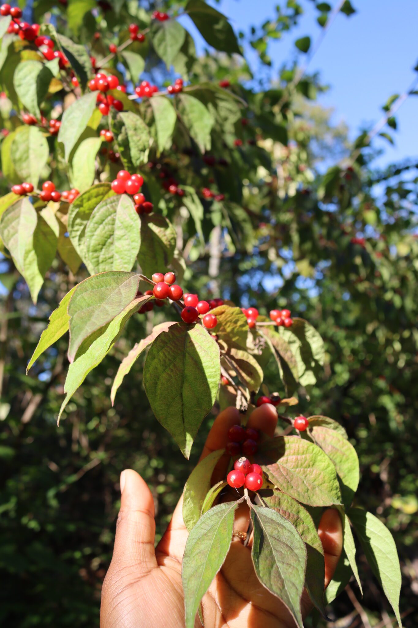 Hiking Great Falls Park: Hikes Near DC - The Wandering Afro:Travel Blogger