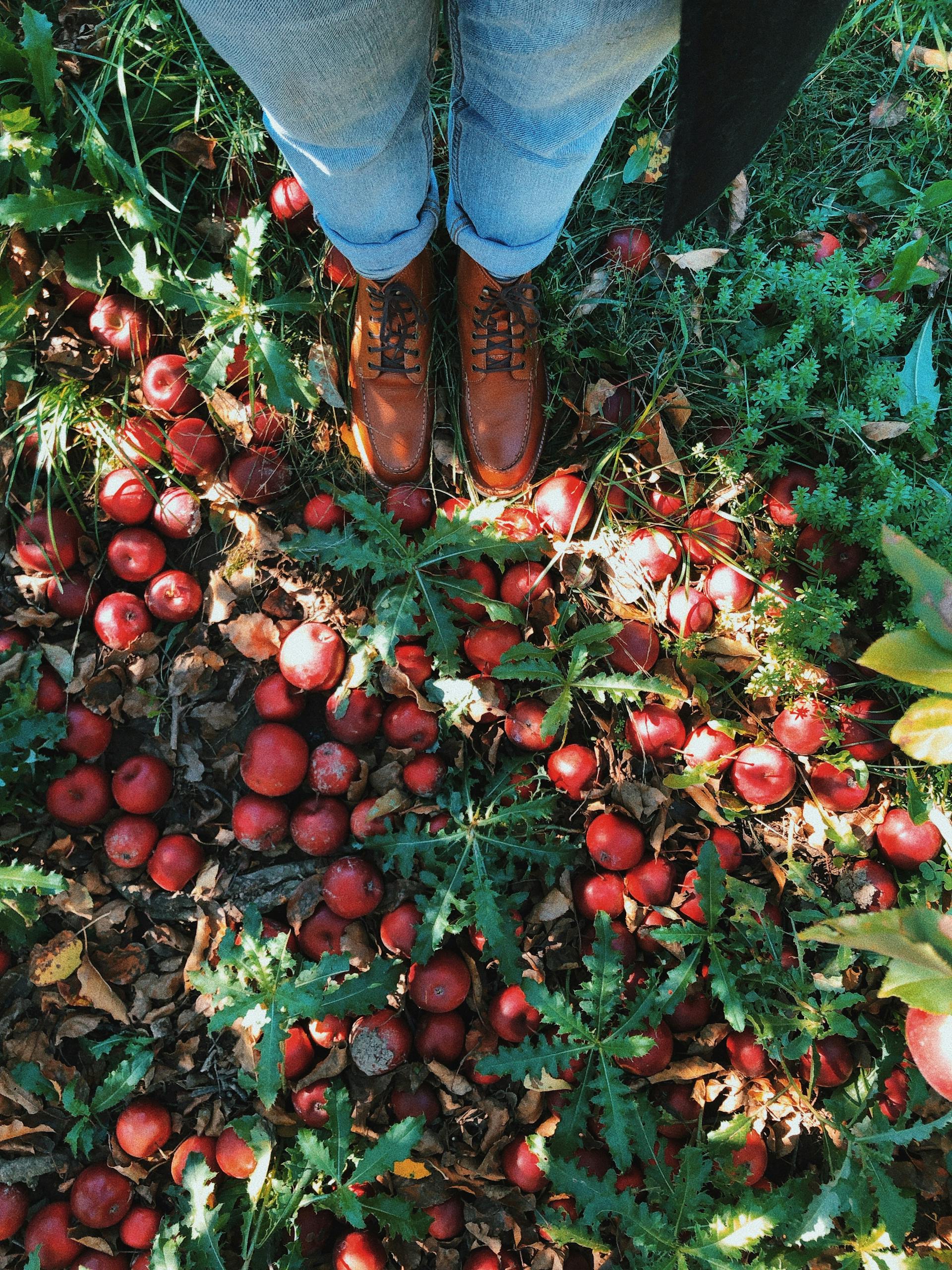 Apple Picking in Virginia: A Complete Guide - The Wandering Afro:Travel ...