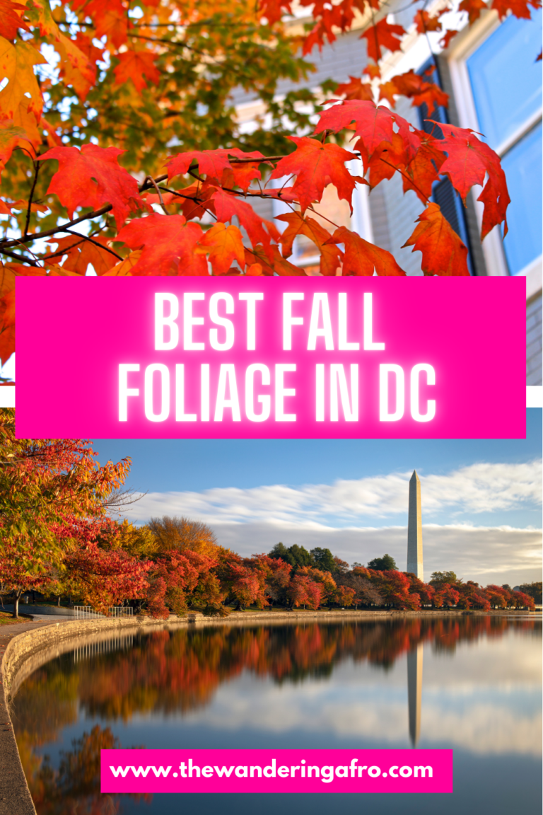 Fall in Washington DC: Fall Foliage and More - The Wandering Afro ...