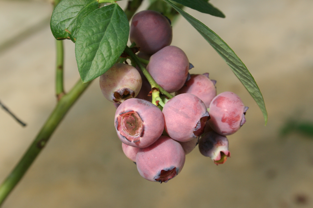 The Ultimate List of Pink Fruits - The Wandering Afro:Travel Blogger